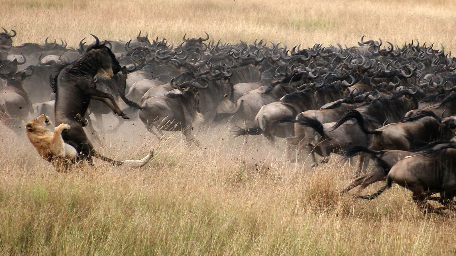 Wildebeest Migration Calving Safari | 8 Days Calving Season in Serengeti